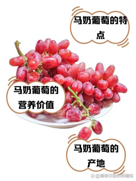 红马奶葡萄的功效与作用_红马奶葡萄多少钱一斤-第2张图片-山城妙识 红马奶葡萄的功效与作用_红马奶葡萄多少钱一斤-第2张图片-山城妙识