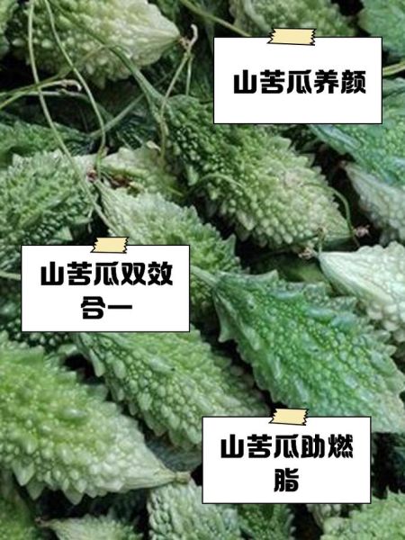 苦瓜的功效与作用_苦瓜的禁忌人群有哪些-第3张图片-山城妙识 苦瓜的功效与作用_苦瓜的禁忌人群有哪些-第3张图片-山城妙识