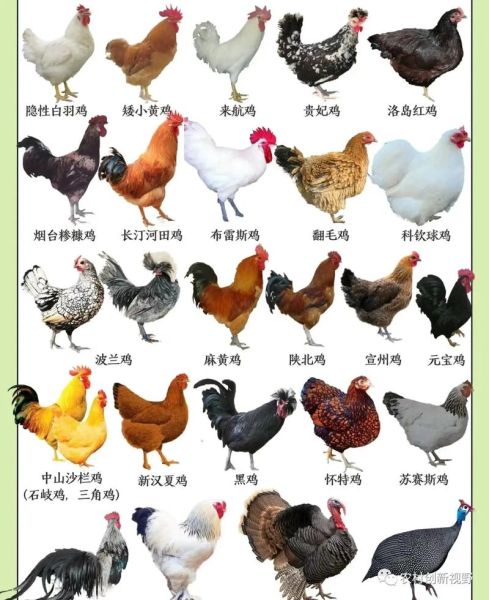 鸡的品种大全_哪些鸡最适合家庭养殖-第1张图片-山城妙识 鸡的品种大全_哪些鸡最适合家庭养殖-第1张图片-山城妙识