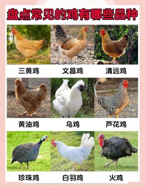 鸡的品种大全_哪些鸡最适合家庭养殖-第2张图片-山城妙识 鸡的品种大全_哪些鸡最适合家庭养殖-第2张图片-山城妙识