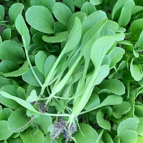 鸡毛菜和油菜的区别_哪个更营养-第2张图片-山城妙识 鸡毛菜和油菜的区别_哪个更营养-第2张图片-山城妙识