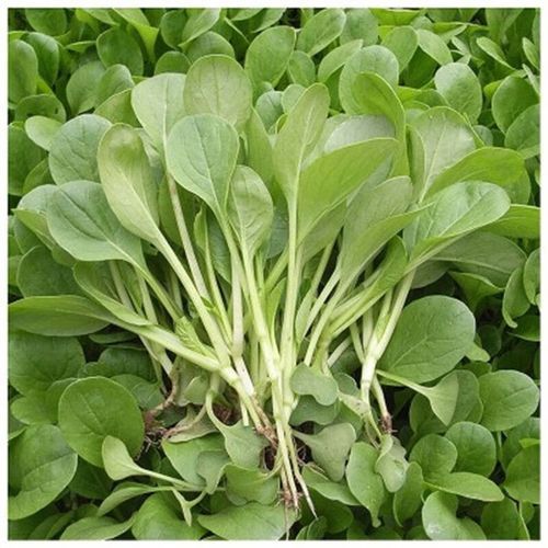鸡毛菜和油菜的区别_哪个更营养-第3张图片-山城妙识 鸡毛菜和油菜的区别_哪个更营养-第3张图片-山城妙识