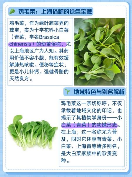 鸡毛菜和油菜的区别_哪个更营养-第1张图片-山城妙识 鸡毛菜和油菜的区别_哪个更营养-第1张图片-山城妙识