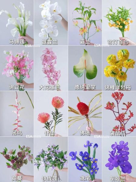 如何识别各种花的图片_常见花卉名称大全-第1张图片-山城妙识 如何识别各种花的图片_常见花卉名称大全-第1张图片-山城妙识