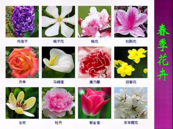 如何识别各种花的图片_常见花卉名称大全-第2张图片-山城妙识 如何识别各种花的图片_常见花卉名称大全-第2张图片-山城妙识