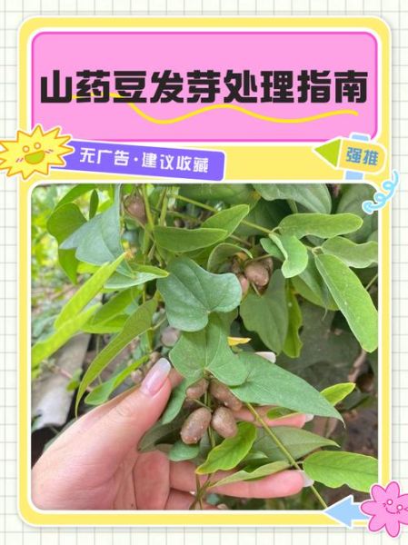 山药发芽了还能吃吗_山药发芽后怎么处理-第1张图片-山城妙识 山药发芽了还能吃吗_山药发芽后怎么处理-第1张图片-山城妙识