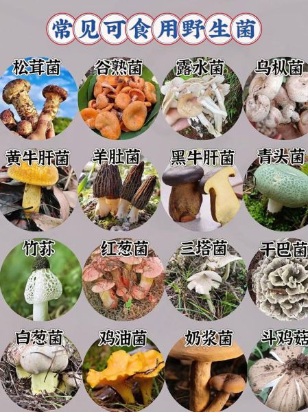 常见食用蘑菇种类_如何区分54种可食用蘑菇-第1张图片-山城妙识 常见食用蘑菇种类_如何区分54种可食用蘑菇-第1张图片-山城妙识