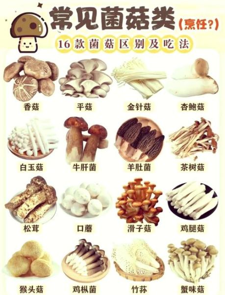 常见食用蘑菇种类_如何区分54种可食用蘑菇-第2张图片-山城妙识 常见食用蘑菇种类_如何区分54种可食用蘑菇-第2张图片-山城妙识