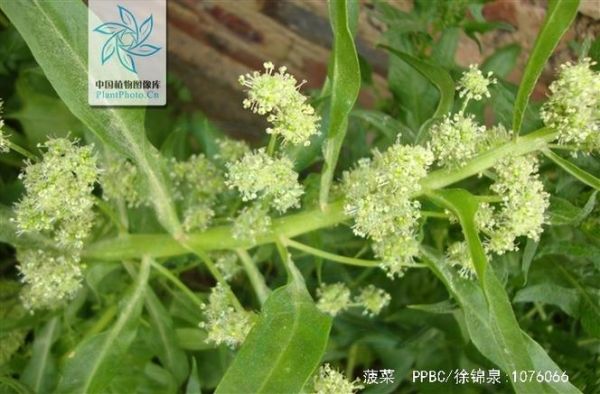 红嘴绿鹦哥是什么蔬菜_菠菜的别名叫法-第1张图片-山城妙识