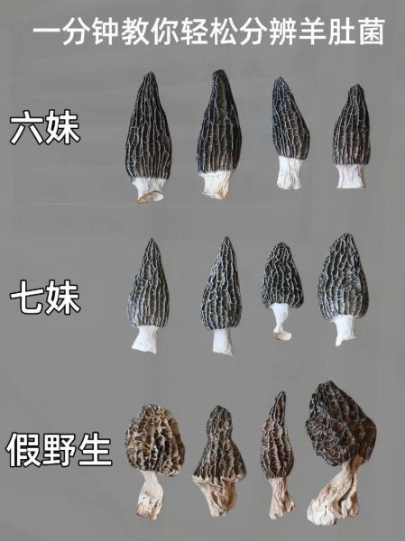 野生羊肚菌多少钱一斤_野生羊肚菌怎么辨别真假-第1张图片-山城妙识 野生羊肚菌多少钱一斤_野生羊肚菌怎么辨别真假-第1张图片-山城妙识