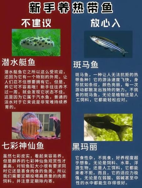 热带鱼种类大全_常见观赏鱼名称及图片-第3张图片-山城妙识 热带鱼种类大全_常见观赏鱼名称及图片-第3张图片-山城妙识