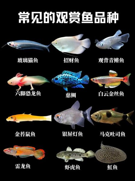 热带鱼种类大全_常见观赏鱼名称及图片-第1张图片-山城妙识 热带鱼种类大全_常见观赏鱼名称及图片-第1张图片-山城妙识