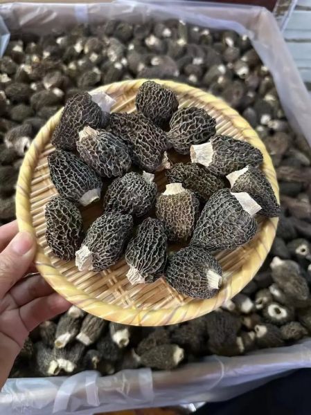 野生羊肚菌多少钱一斤_野生羊肚菌怎么辨别真假-第3张图片-山城妙识 野生羊肚菌多少钱一斤_野生羊肚菌怎么辨别真假-第3张图片-山城妙识