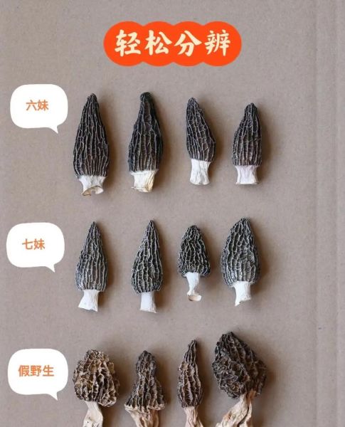 野生羊肚菌多少钱一斤_野生羊肚菌怎么辨别真假-第2张图片-山城妙识 野生羊肚菌多少钱一斤_野生羊肚菌怎么辨别真假-第2张图片-山城妙识