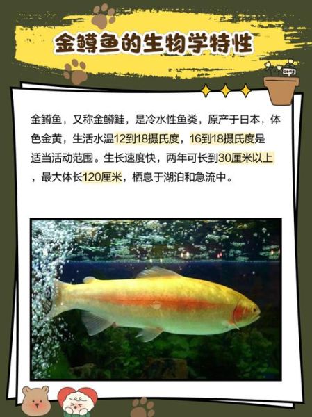 金鳟鱼养殖技术_如何提高成活率-第1张图片-山城妙识 金鳟鱼养殖技术_如何提高成活率-第1张图片-山城妙识