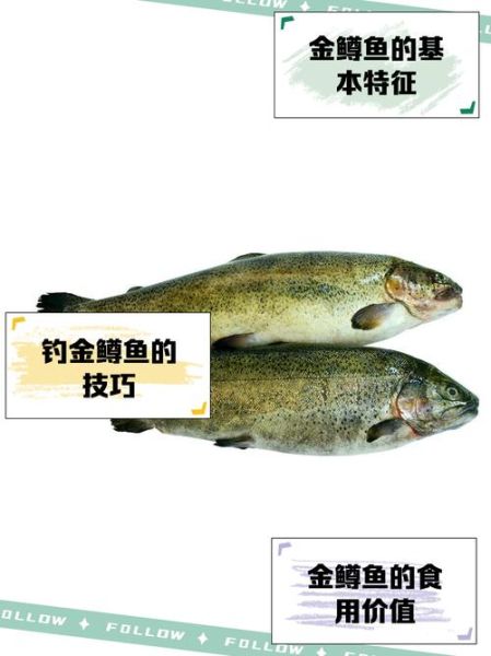 金鳟鱼养殖技术_如何提高成活率-第3张图片-山城妙识 金鳟鱼养殖技术_如何提高成活率-第3张图片-山城妙识