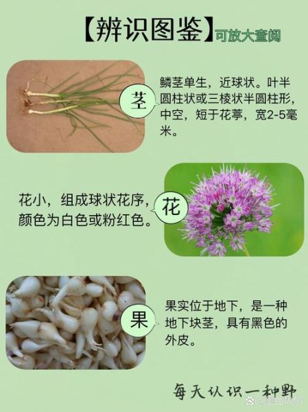 薤白的别名有哪些_薤白和野蒜是不是同一种植物-第1张图片-山城妙识 薤白的别名有哪些_薤白和野蒜是不是同一种植物-第1张图片-山城妙识