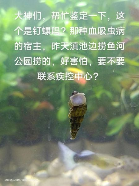 钉螺煮多久能杀死寄生虫_钉螺寄生虫高温杀灭时间-第3张图片-山城妙识 钉螺煮多久能杀死寄生虫_钉螺寄生虫高温杀灭时间-第3张图片-山城妙识