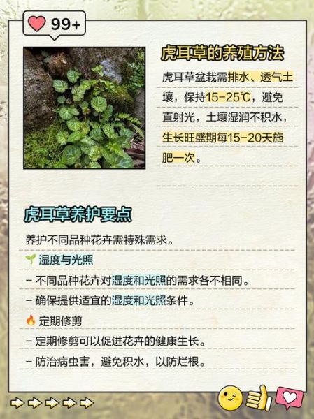 虎耳草怎么养_虎耳草的功效与作用-第1张图片-山城妙识 虎耳草怎么养_虎耳草的功效与作用-第1张图片-山城妙识