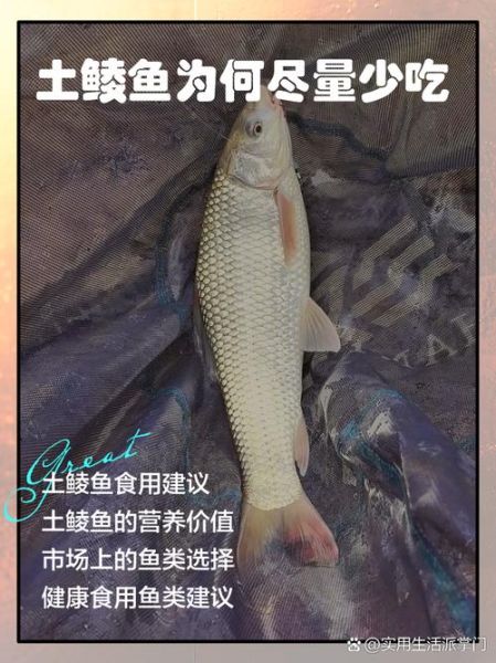 鲮鱼的功效与作用_孕妇可以吃吗-第1张图片-山城妙识 鲮鱼的功效与作用_孕妇可以吃吗-第1张图片-山城妙识