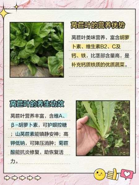 莴苣叶子的功效与作用_莴苣叶子有什么禁忌-第3张图片-山城妙识