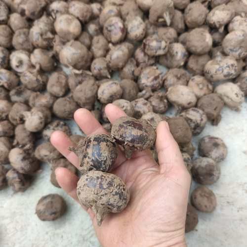 荸荠是什么东西_荸荠长什么样-第3张图片-山城妙识 荸荠是什么东西_荸荠长什么样-第3张图片-山城妙识