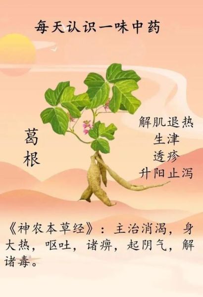 葛根泡水什么人不能喝_葛根禁忌人群有哪些-第1张图片-山城妙识 葛根泡水什么人不能喝_葛根禁忌人群有哪些-第1张图片-山城妙识