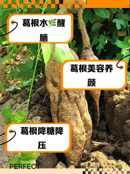 葛根泡水什么人不能喝_葛根禁忌人群有哪些-第3张图片-山城妙识 葛根泡水什么人不能喝_葛根禁忌人群有哪些-第3张图片-山城妙识