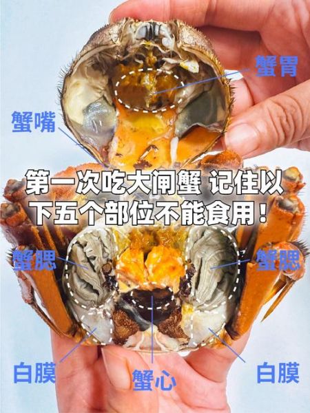 螃蟹哪些部位不能吃_蟹腮蟹胃蟹心蟹肠全解析-第1张图片-山城妙识 螃蟹哪些部位不能吃_蟹腮蟹胃蟹心蟹肠全解析-第1张图片-山城妙识