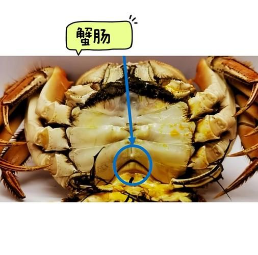 螃蟹哪些部位不能吃_蟹腮蟹胃蟹心蟹肠全解析-第3张图片-山城妙识 螃蟹哪些部位不能吃_蟹腮蟹胃蟹心蟹肠全解析-第3张图片-山城妙识