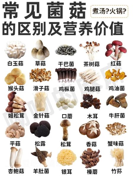 食用菌有哪些种类_如何挑选新鲜食用菌-第1张图片-山城妙识 食用菌有哪些种类_如何挑选新鲜食用菌-第1张图片-山城妙识