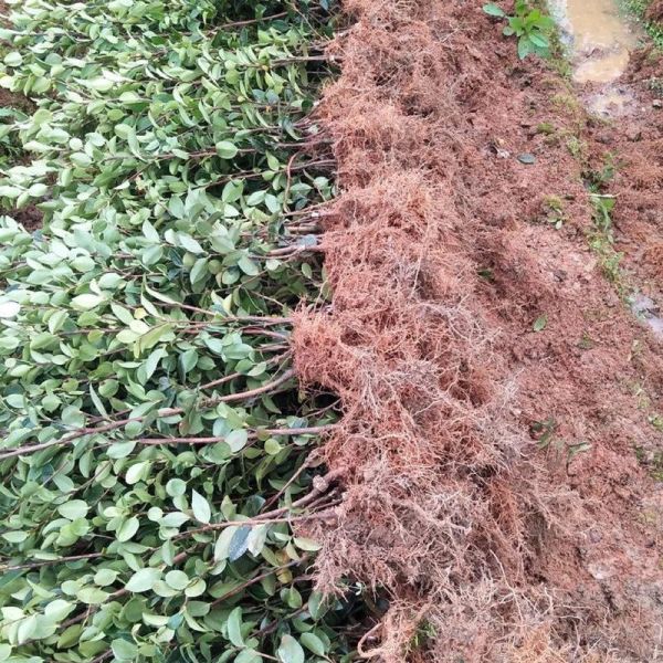 高产油茶苗哪里买_高产油茶苗种植技术-第3张图片-山城妙识 高产油茶苗哪里买_高产油茶苗种植技术-第3张图片-山城妙识