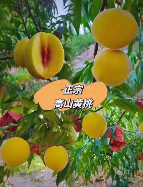 黄桃产地在哪里_黄桃哪个产地最甜-第1张图片-山城妙识 黄桃产地在哪里_黄桃哪个产地最甜-第1张图片-山城妙识