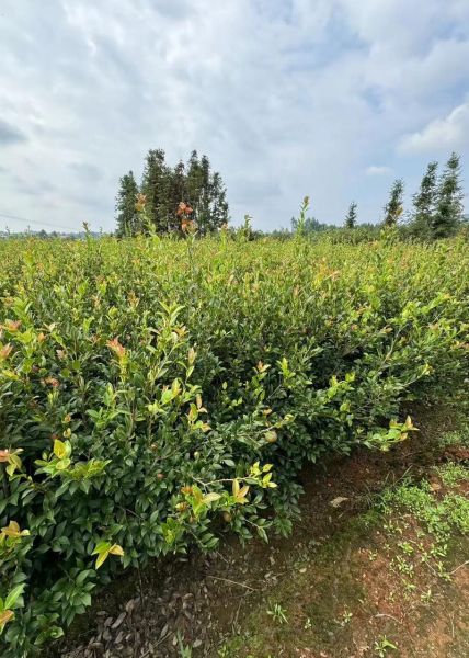 高产油茶苗哪里买_高产油茶苗种植技术-第1张图片-山城妙识 高产油茶苗哪里买_高产油茶苗种植技术-第1张图片-山城妙识
