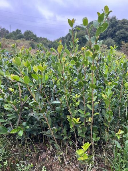 高产油茶苗哪里买_高产油茶苗种植技术-第2张图片-山城妙识 高产油茶苗哪里买_高产油茶苗种植技术-第2张图片-山城妙识