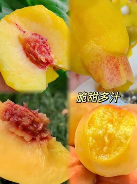 黄桃产地在哪里_黄桃哪个产地最甜-第3张图片-山城妙识 黄桃产地在哪里_黄桃哪个产地最甜-第3张图片-山城妙识