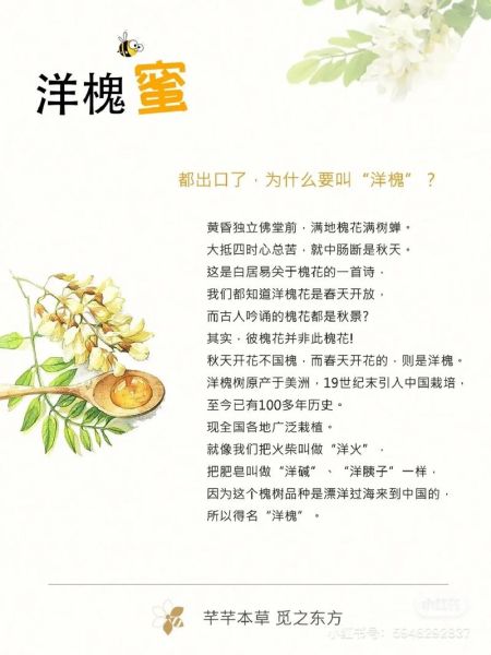 洋槐蜂蜜的功效与作用_洋槐蜂蜜怎么辨别真假-第1张图片-山城妙识 洋槐蜂蜜的功效与作用_洋槐蜂蜜怎么辨别真假-第1张图片-山城妙识