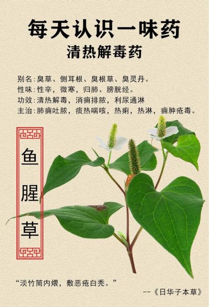鱼腥草吃了有什么好处_鱼腥草的功效与作用-第3张图片-山城妙识 鱼腥草吃了有什么好处_鱼腥草的功效与作用-第3张图片-山城妙识