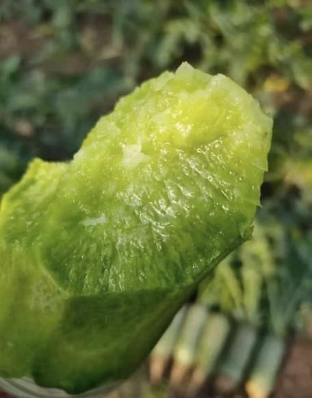 沙窝萝卜怎么种_沙窝萝卜种植时间和方法-第2张图片-山城妙识 沙窝萝卜怎么种_沙窝萝卜种植时间和方法-第2张图片-山城妙识