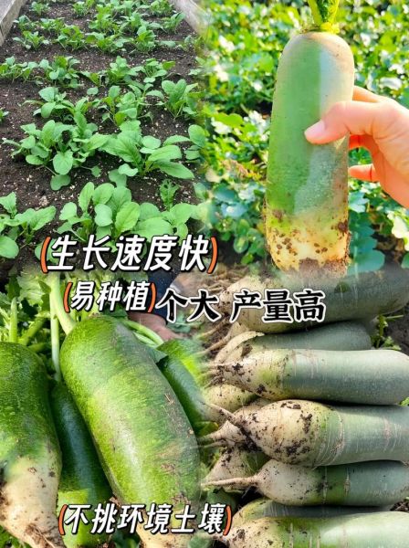 沙窝萝卜怎么种_沙窝萝卜种植时间和方法-第1张图片-山城妙识 沙窝萝卜怎么种_沙窝萝卜种植时间和方法-第1张图片-山城妙识
