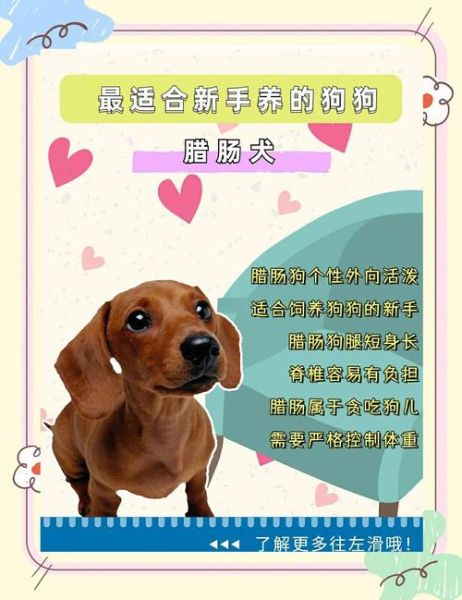 腊肠狗掉毛厉害吗_腊肠狗怎么养不掉毛-第2张图片-山城妙识 腊肠狗掉毛厉害吗_腊肠狗怎么养不掉毛-第2张图片-山城妙识