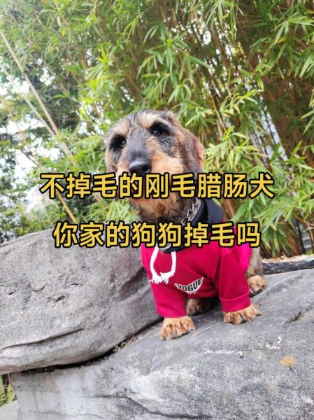 腊肠狗掉毛厉害吗_腊肠狗怎么养不掉毛-第1张图片-山城妙识 腊肠狗掉毛厉害吗_腊肠狗怎么养不掉毛-第1张图片-山城妙识