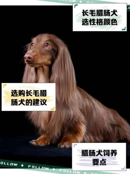腊肠狗掉毛厉害吗_腊肠狗怎么养不掉毛-第3张图片-山城妙识 腊肠狗掉毛厉害吗_腊肠狗怎么养不掉毛-第3张图片-山城妙识