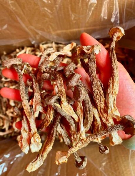 鹿角菜怎么泡发_鹿角菜凉拌做法-第2张图片-山城妙识