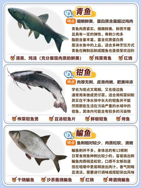 小型淡水鱼有哪些_新手适合养什么小型淡水鱼-第3张图片-山城妙识