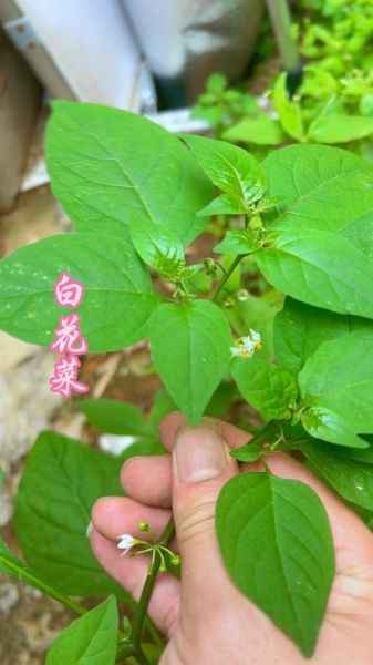 白花菜的功效与作用_白花菜的禁忌有哪些-第2张图片-山城妙识