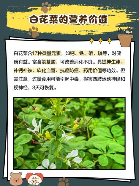 白花菜的功效与作用_白花菜的禁忌有哪些-第1张图片-山城妙识