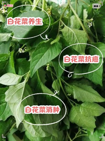白花菜的功效与作用_白花菜的禁忌有哪些-第3张图片-山城妙识