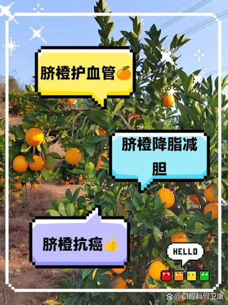 橙子热量是多少_减肥能吃橙子吗-第1张图片-山城妙识 橙子热量是多少_减肥能吃橙子吗-第1张图片-山城妙识