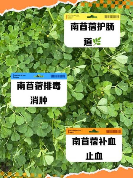 苜蓿菜的功效与作用_苜蓿菜怎么吃最营养-第1张图片-山城妙识 苜蓿菜的功效与作用_苜蓿菜怎么吃最营养-第1张图片-山城妙识